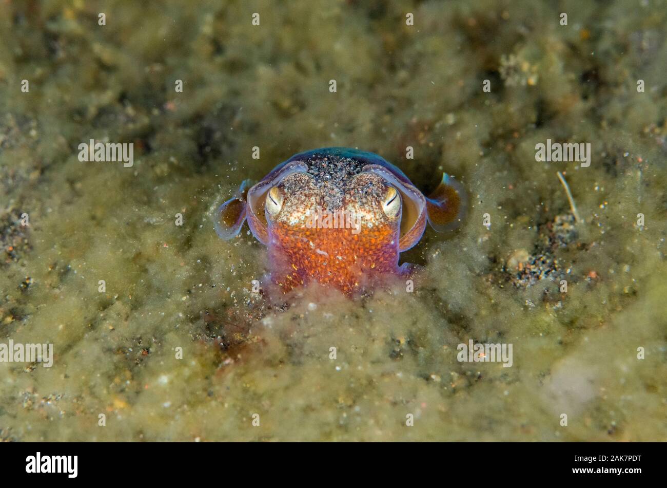 Tropical Bottletail Squid, Sepiadarium kochi, Sepiadariidae Family ...