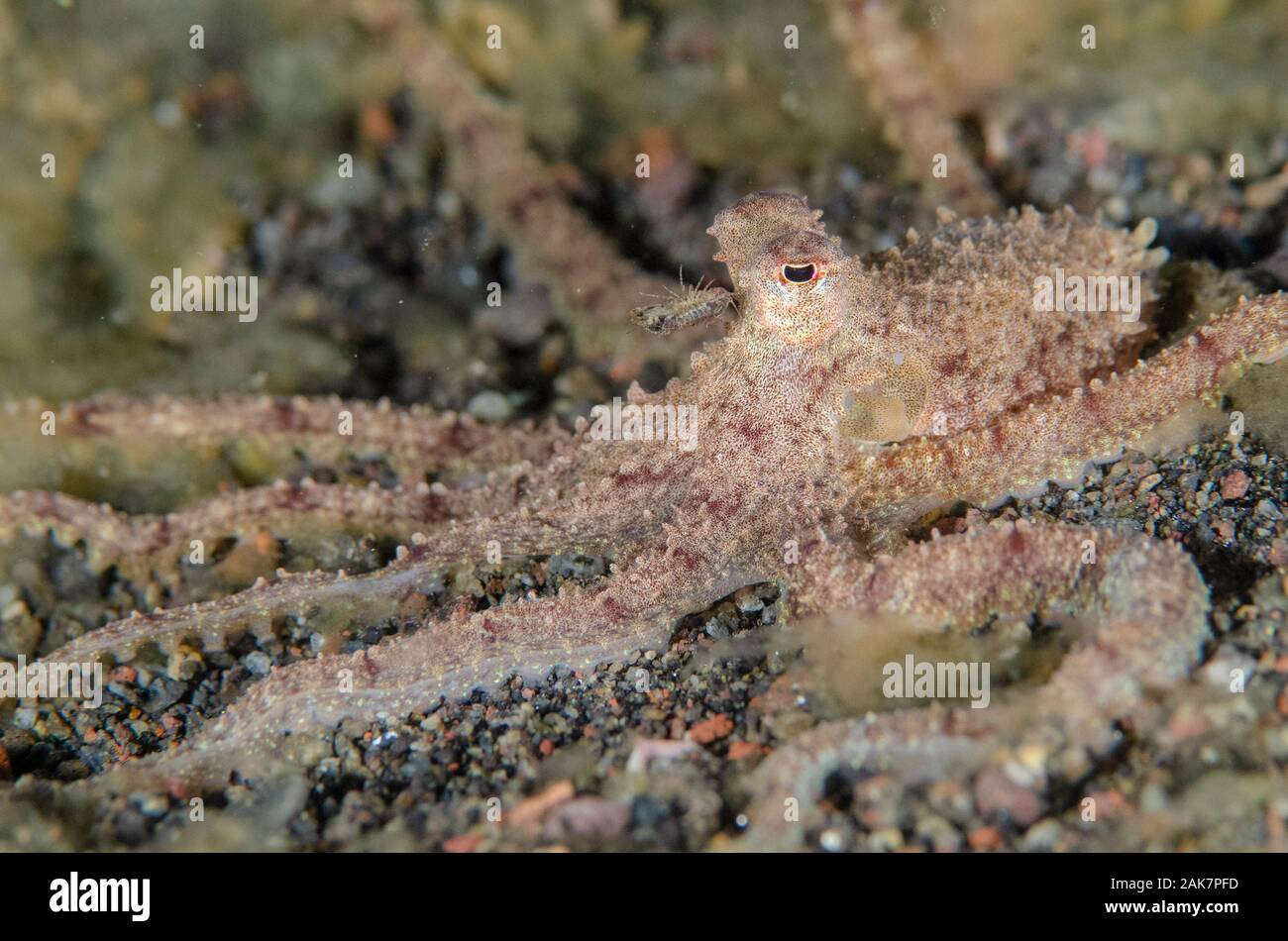 Algae Octopus High Resolution Stock Photography and Images - Alamy