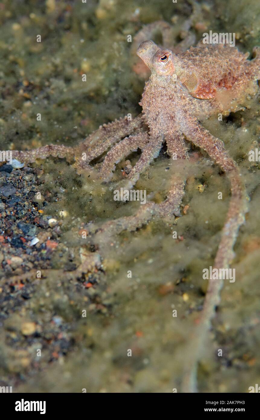 White-V Octopus, Abdopus sp, Octopodidae Family, on algae on sand ...