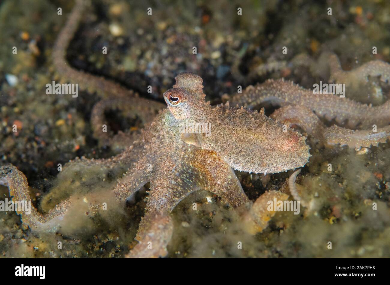 White-V Octopus, Abdopus sp, Octopodidae Family, on algae on sand ...
