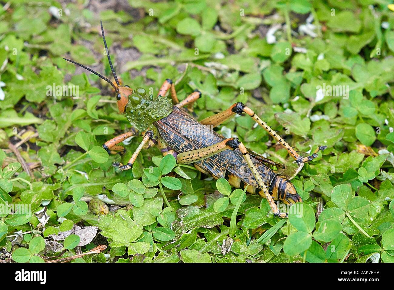 Grass hopper close up in South Africa Stock Photo - Alamy
