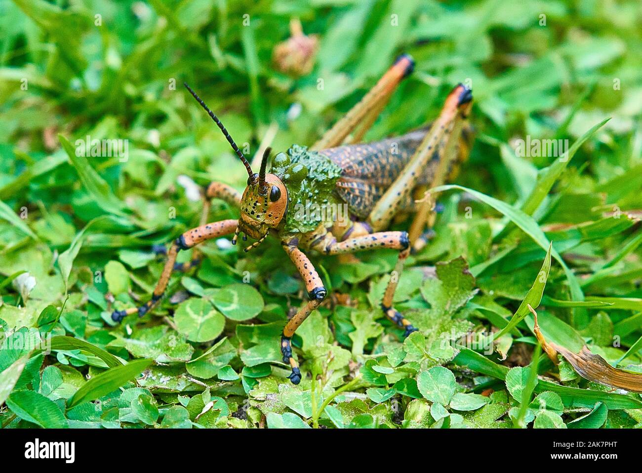 Grass hopper close up in South Africa Stock Photo - Alamy