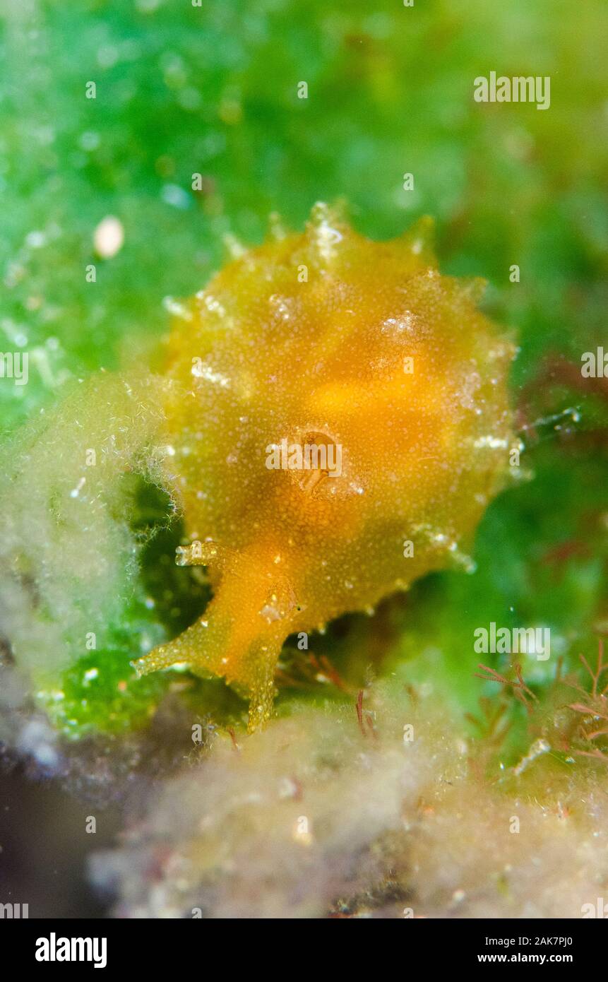 Indian Sea Hare, Notarchus indicus, Aplysiidae Family, night dive ...