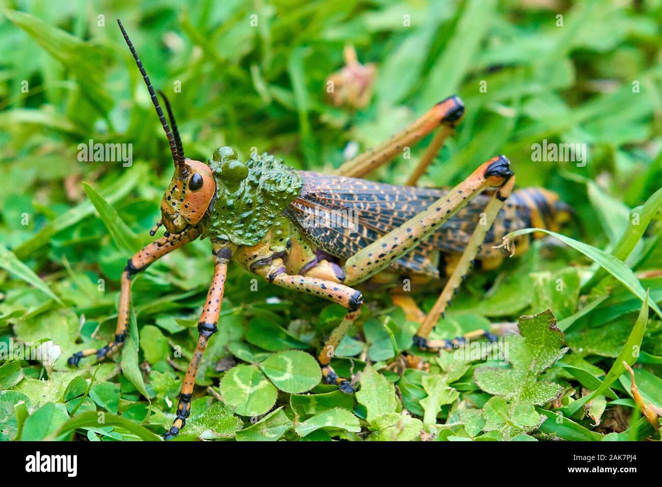 Grass hopper close up in South Africa Stock Photo - Alamy