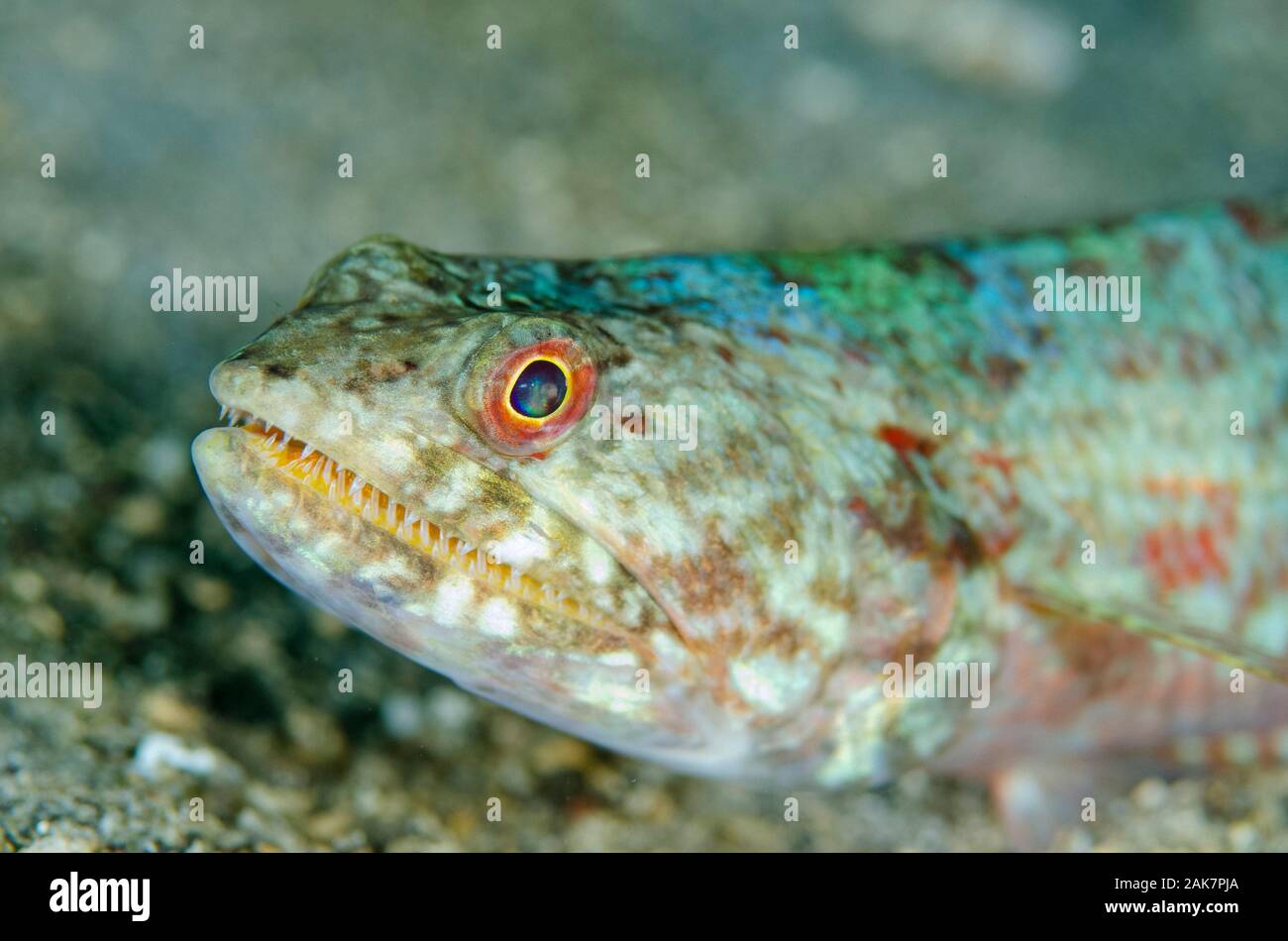 Lizardfish family hi-res stock photography and images - Alamy