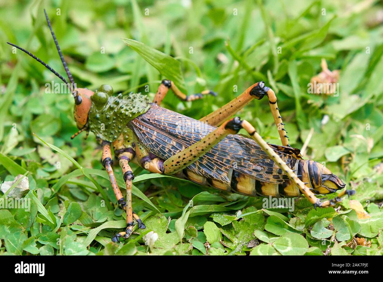 Grass hopper close up in South Africa Stock Photo - Alamy