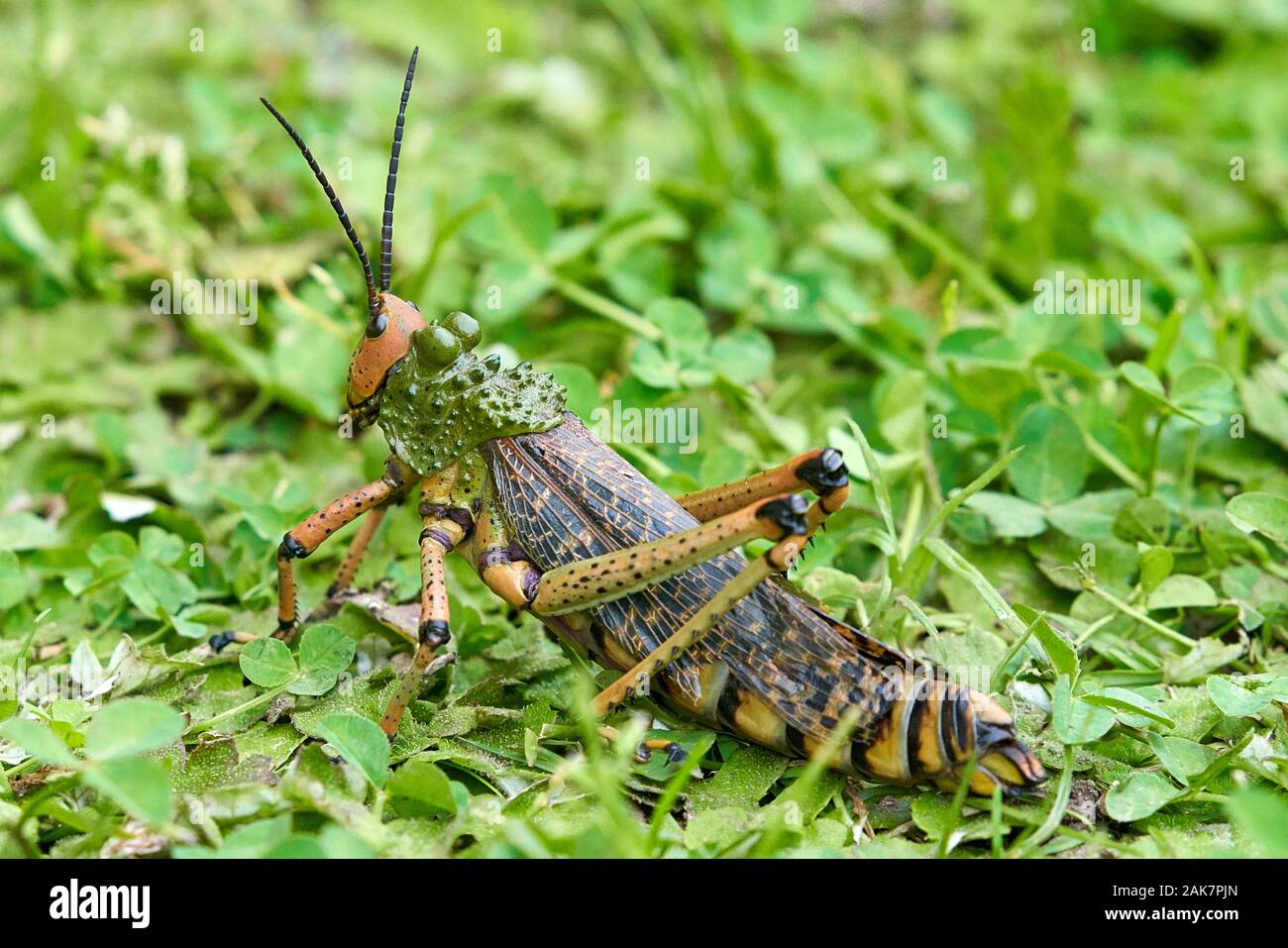 Grass hopper close up in South Africa Stock Photo - Alamy