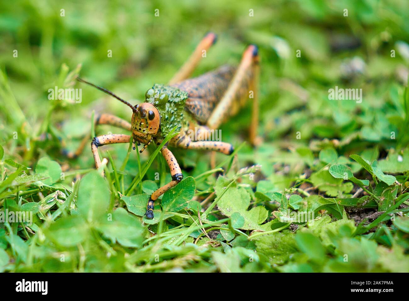 Grass hopper close up in South Africa Stock Photo - Alamy