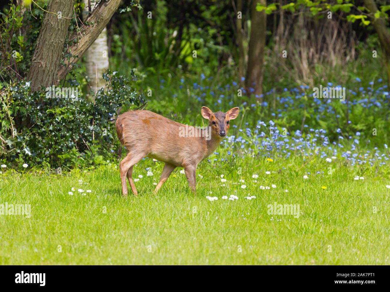 Muntjac deer in Suffolk, UK Stock Photo - Alamy