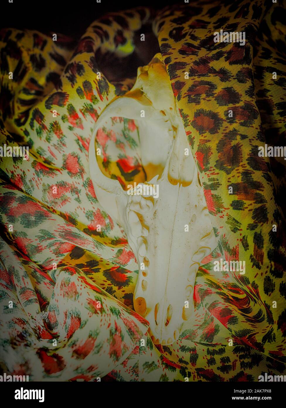 Still-life of skull, bones, alluding to death and other nefarious deeds ...