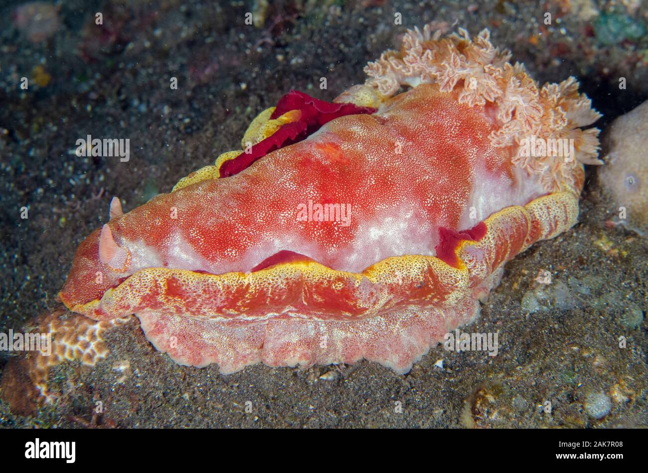 Spanish Dancer, Hexabranchus sanguineus, Hexabranchidae Family, night ...