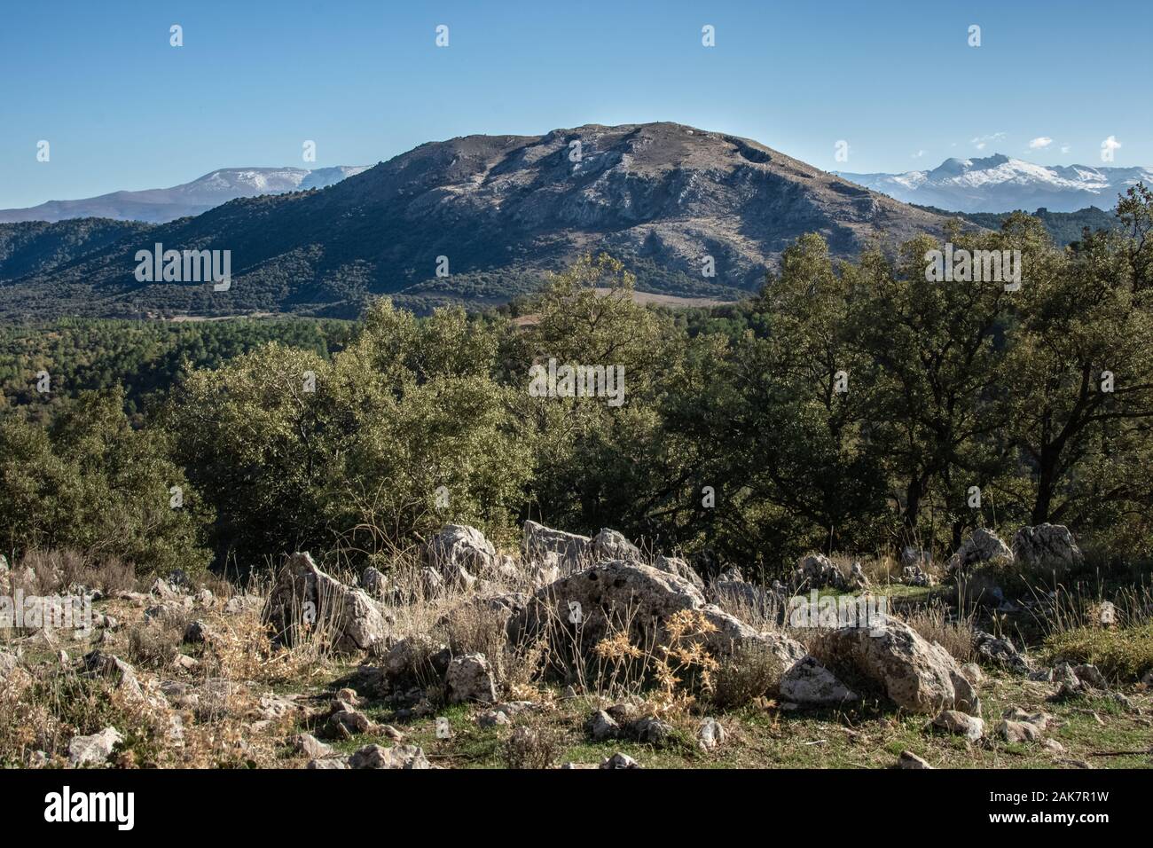 Rocks are in the front, olive-trees after, and a forest and a mountain ...