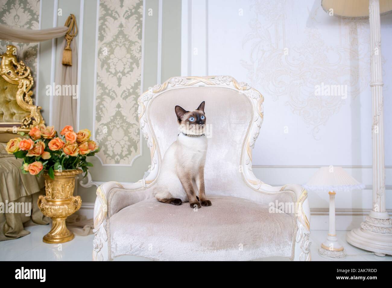 Two tone cat hi-res stock photography and images - Alamy