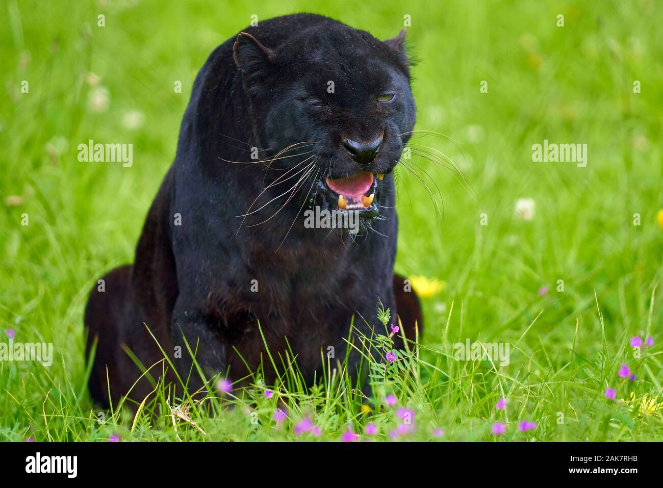 Close encounter with leopard. Black Leopard. Tiger, white tiger. Lion ...