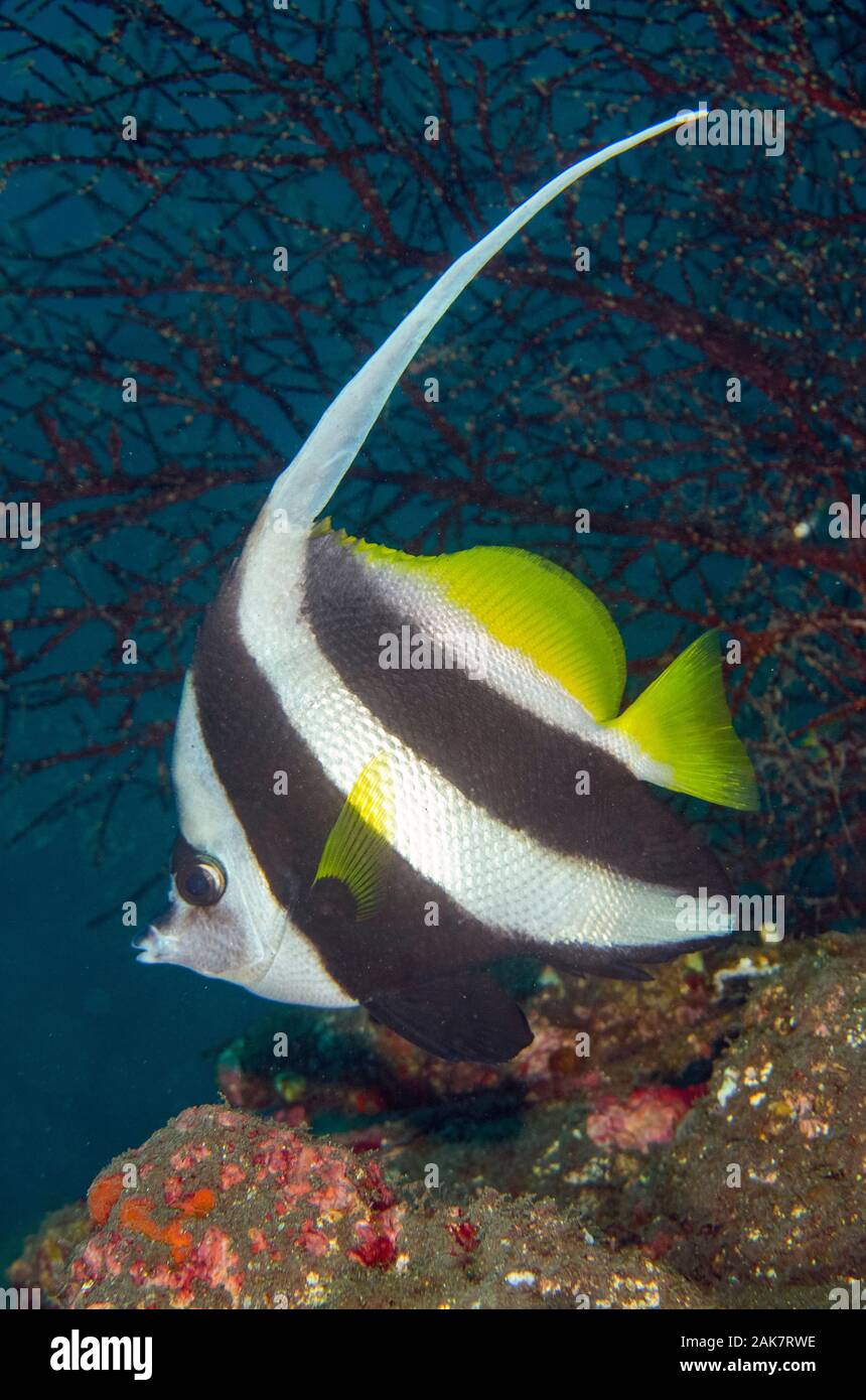 Longfin Bannerfish, Heniochus acuminatus, Chaetodontidae Family, with ...