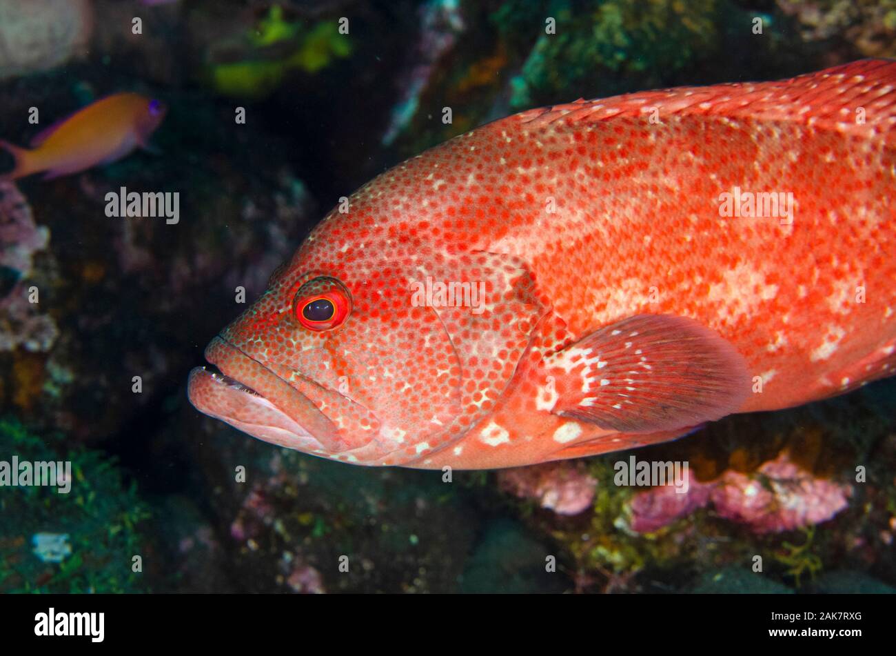 Leopard Grouper, Cephalopholis leopardus, Serranidae Family, Dropoff ...