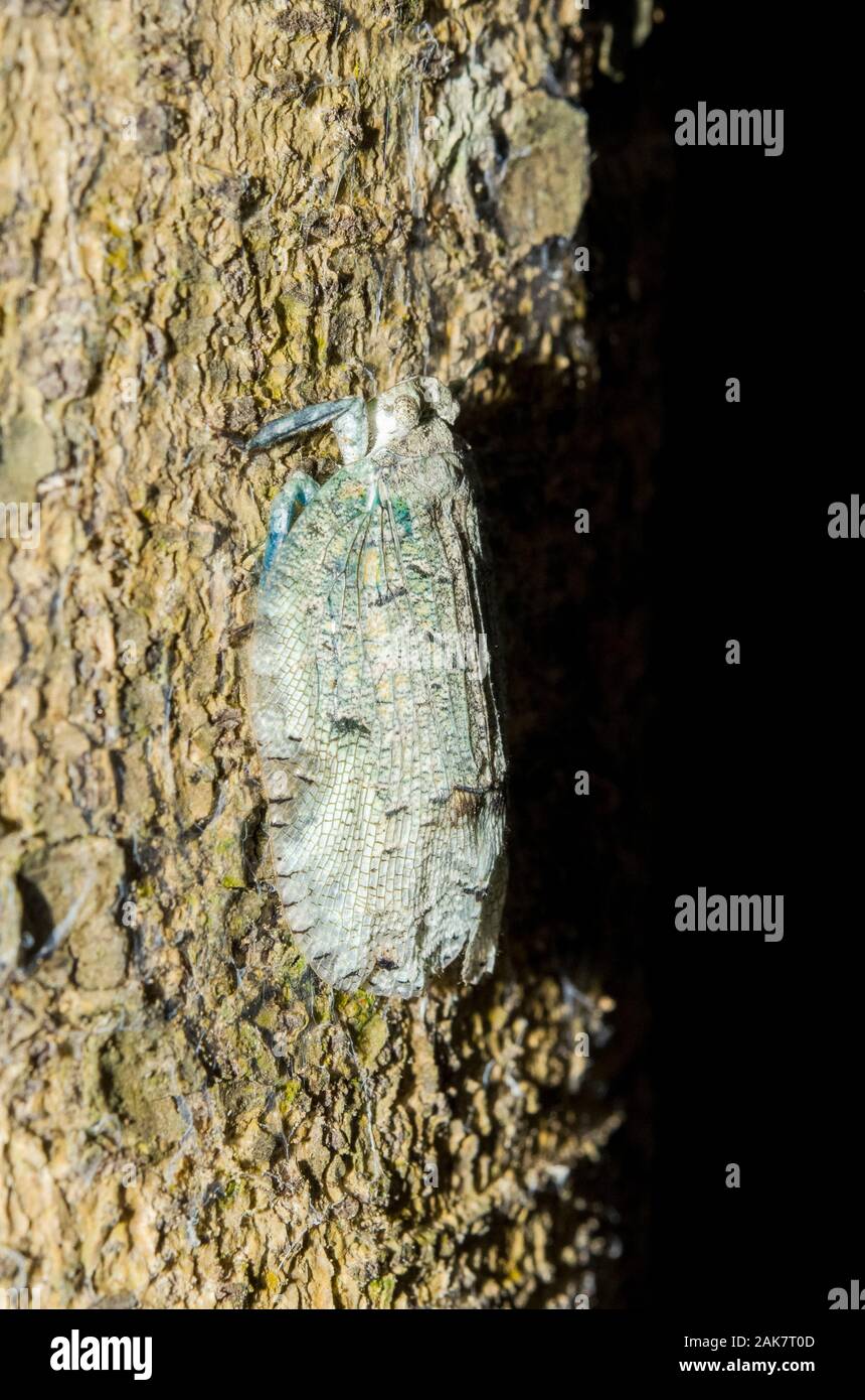 Family Fulgoridae High Resolution Stock Photography and Images - Alamy