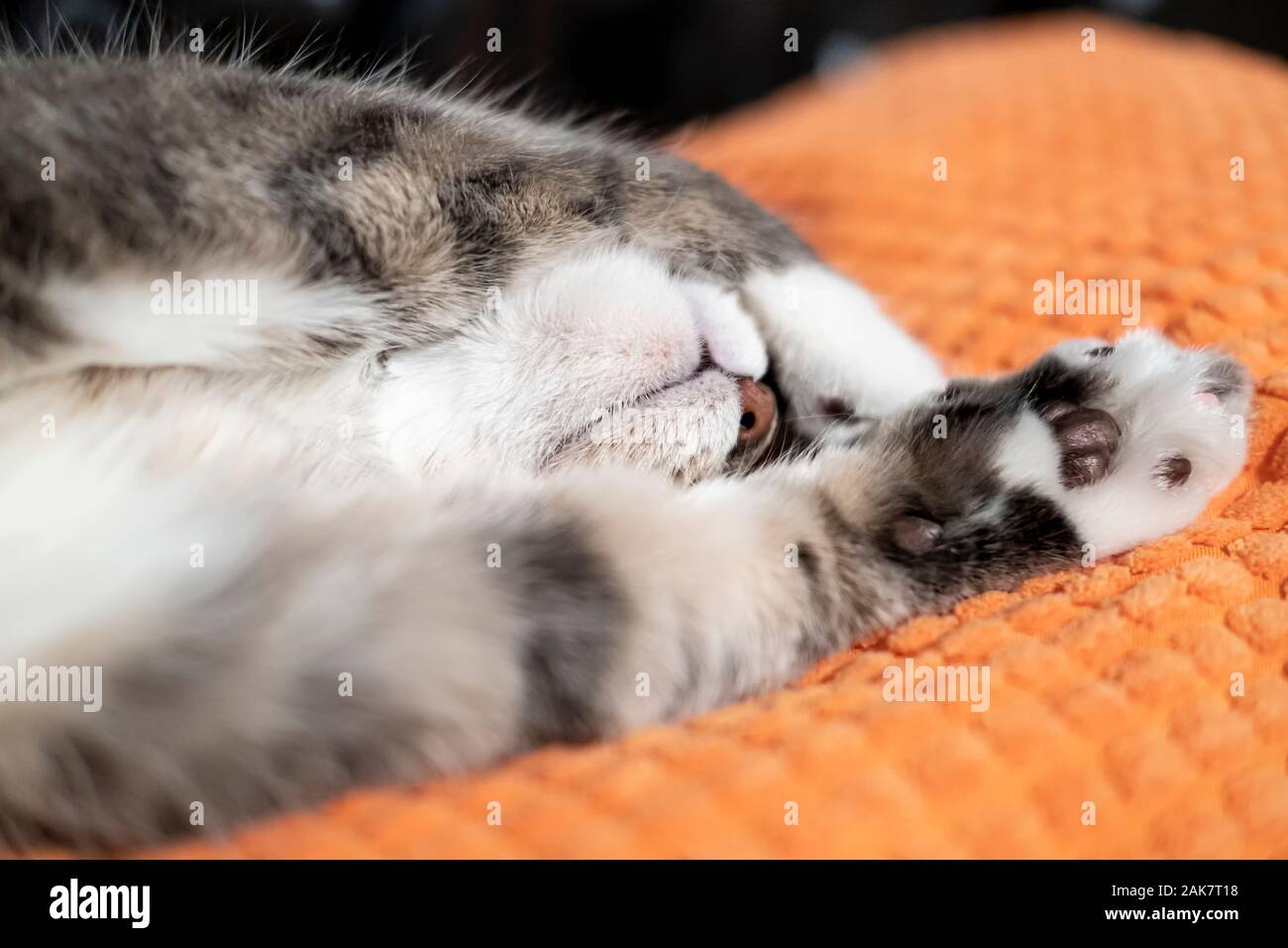 Animal covering eyes hi-res stock photography and images - Alamy
