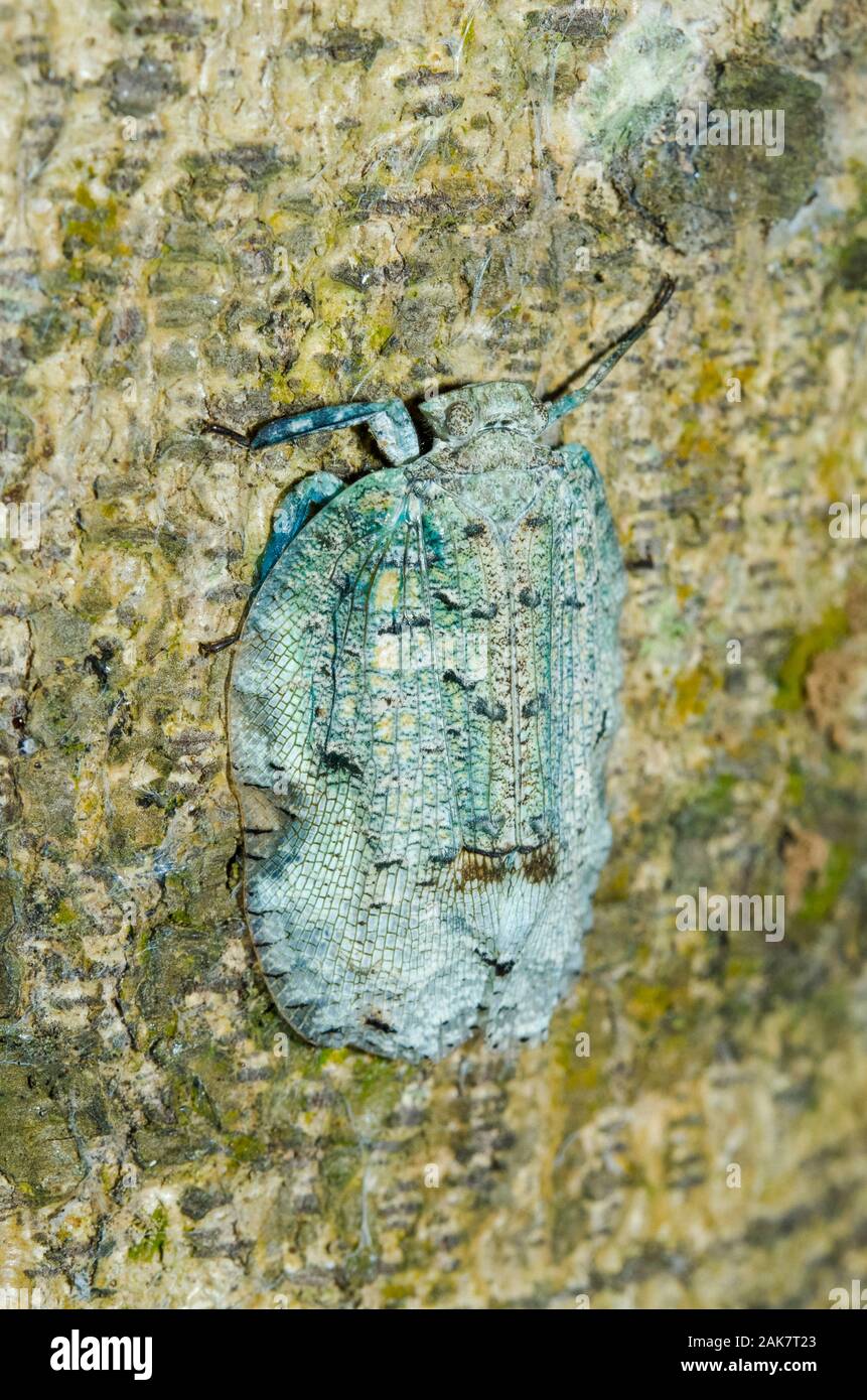 Family Fulgoridae High Resolution Stock Photography and Images - Alamy