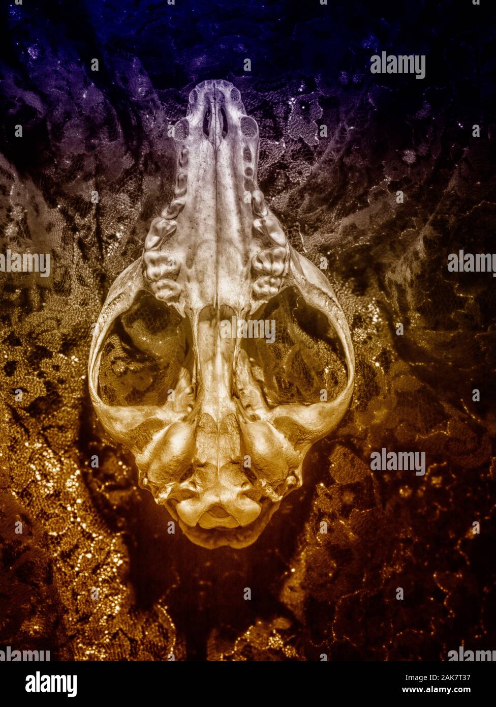 Still-life of skull, bones, alluding to death and other nefarious deeds ...