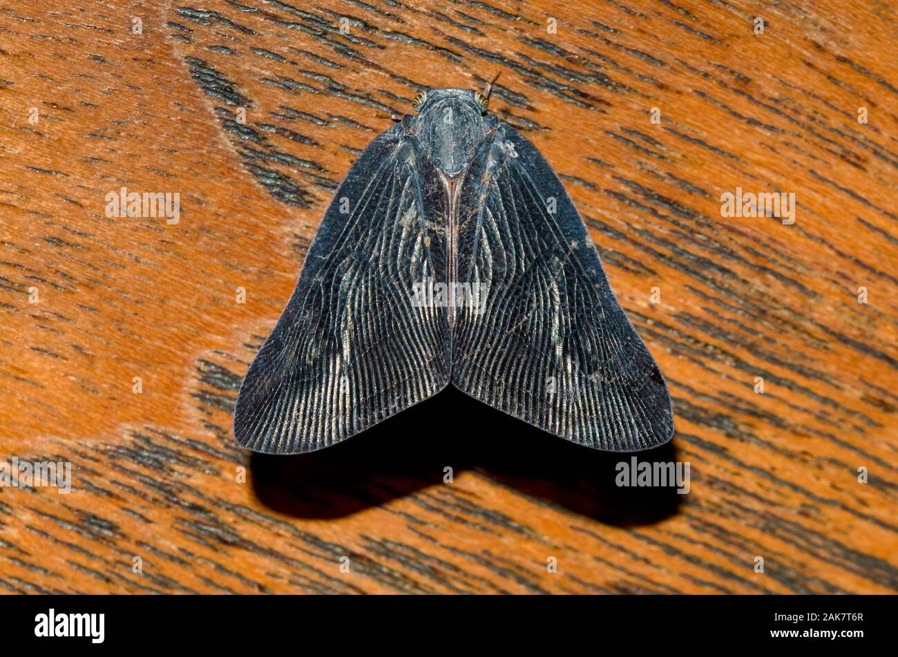 Ricaniid Planthopper, Ricanula sublimata, on wood, Klungkung, Bali ...