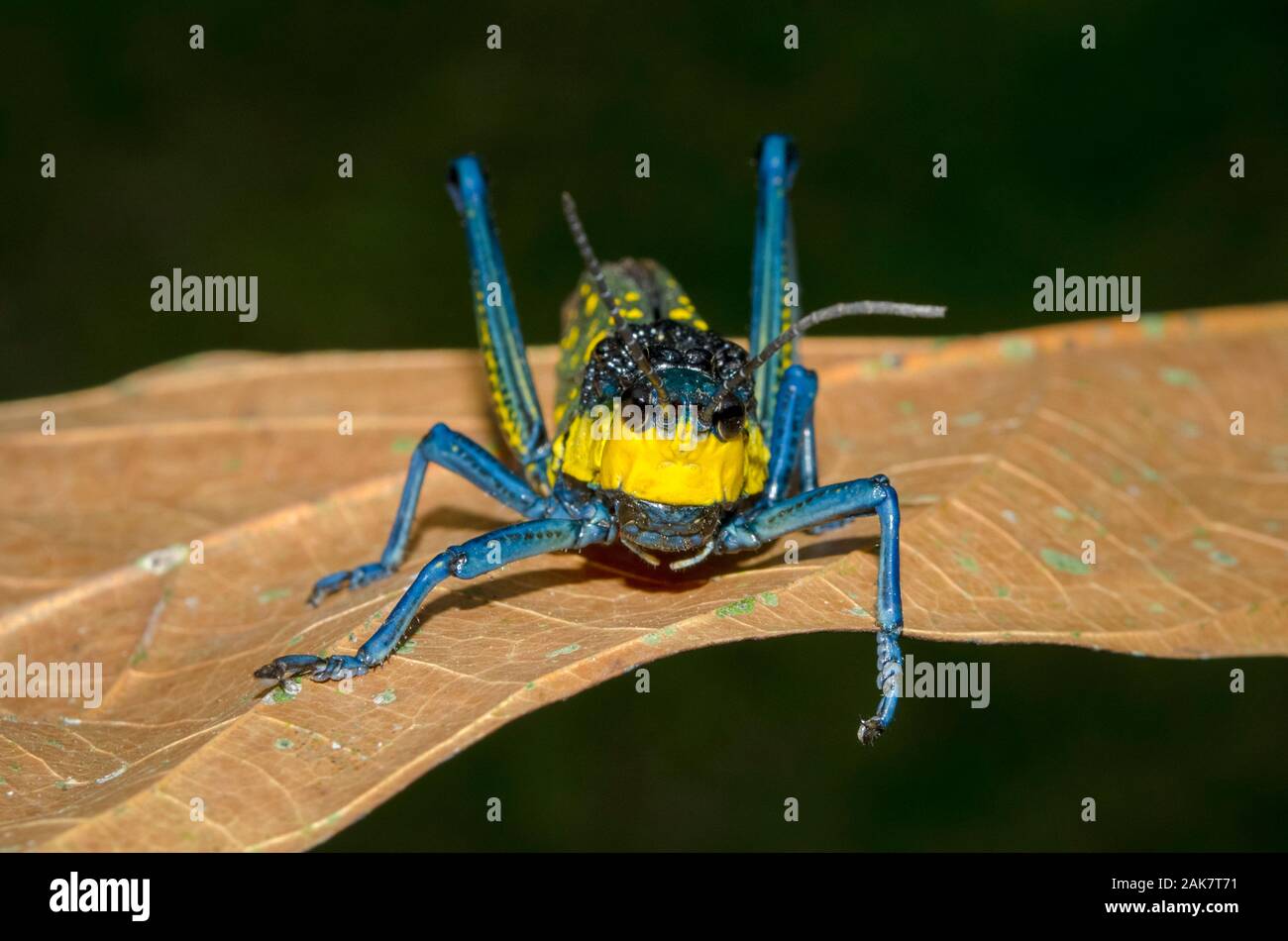 Ghost grasshopper aularches miliaris hi-res stock photography and ...