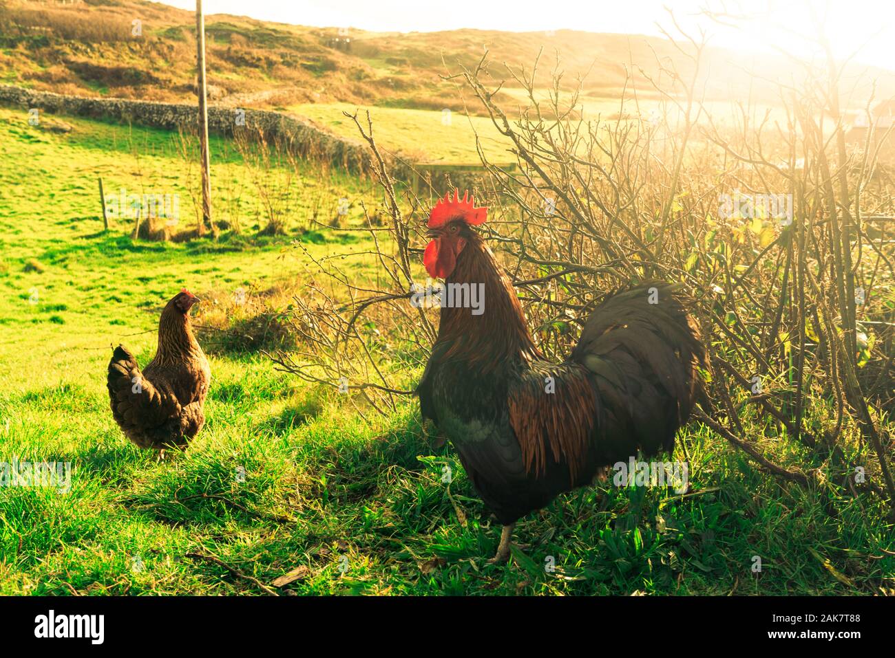 Mr and mrs chicken hi-res stock photography and images - Alamy
