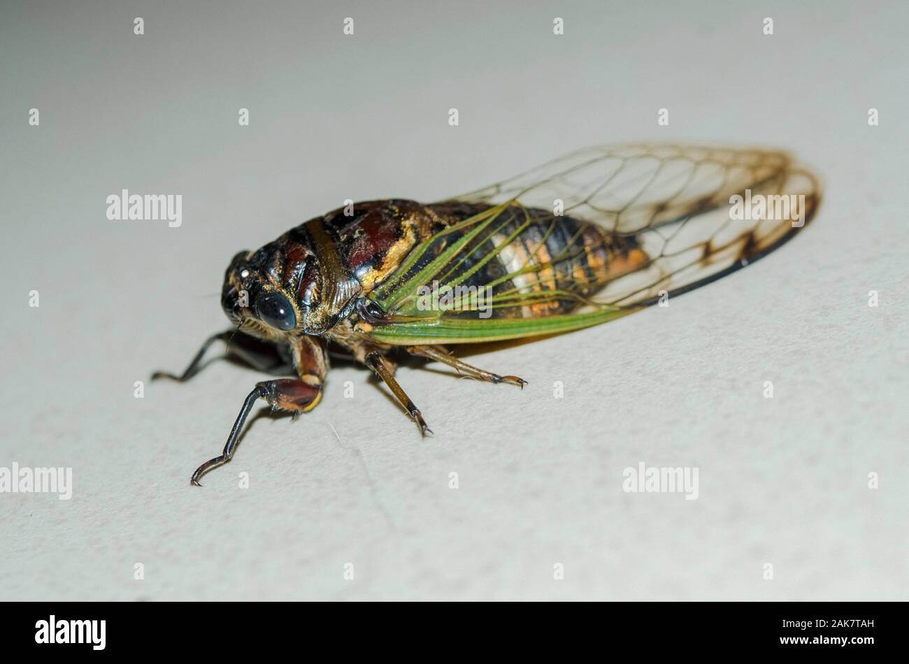 Cicada, Cicadidae Family, Klungkung, Bali, Indonesia Stock Photo - Alamy