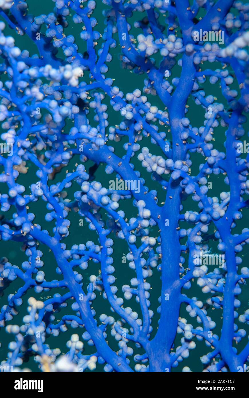 Blueberry Gorgonian Coral