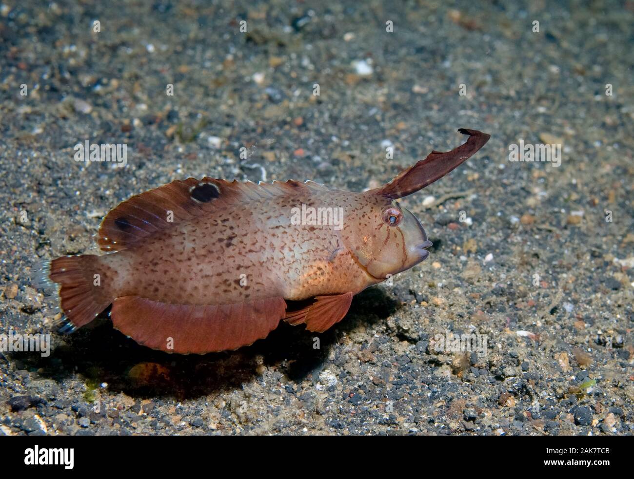 Sub-adult Peacock Razorfish, Iniistius pavo, Labridae Family, with ...