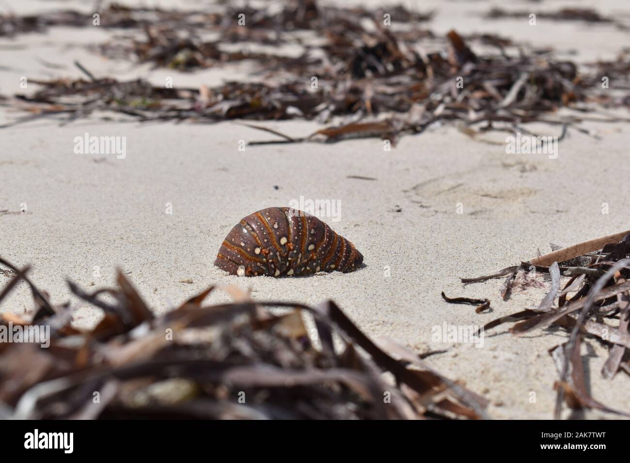 Lobster shell on Western Australian beach Stock Photo - Alamy