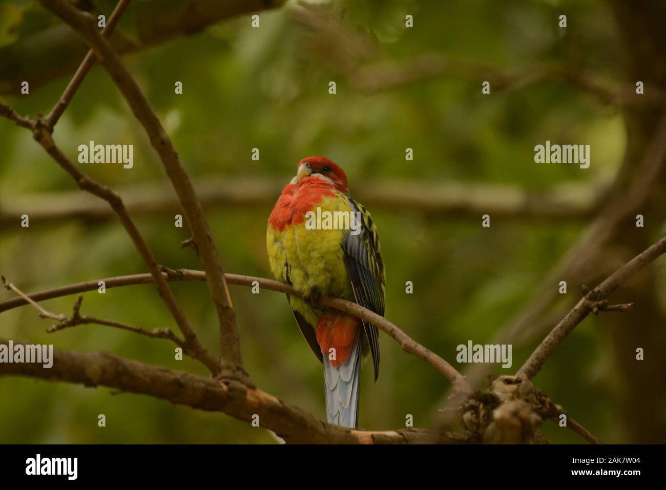 Female Rosella High Resolution Stock Photography and Images - Alamy