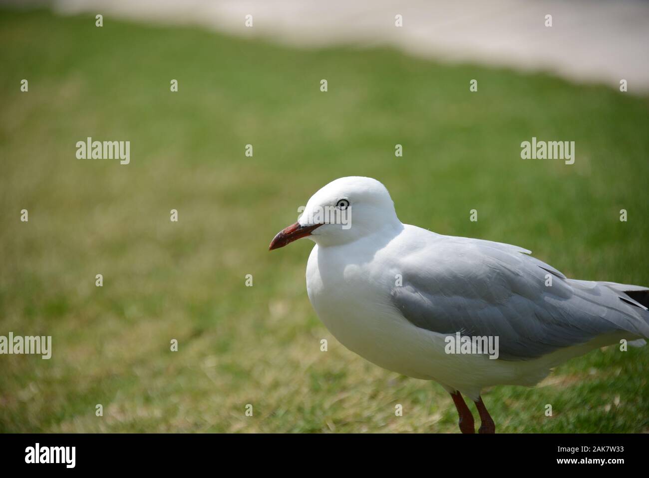 Most common australian gull hi-res stock photography and images - Alamy