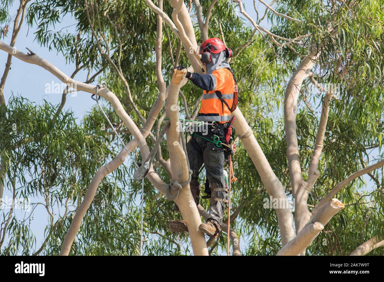 Adelaide, Australia. 8 January 2020. A tree surgeon (arborist) cutting ...