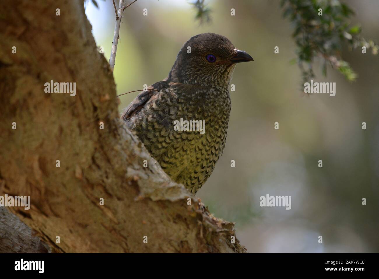 Satin bowerbird hi-res stock photography and images - Alamy