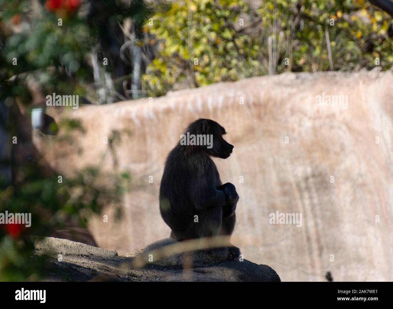 Baboon thinking hi-res stock photography and images - Alamy