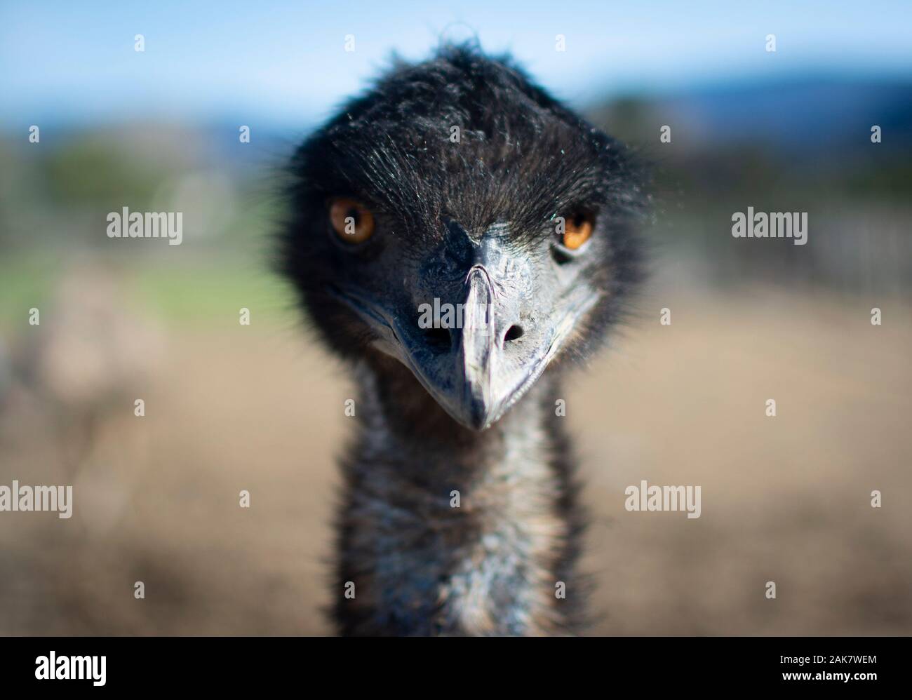 Scary emu hi-res stock photography and images - Alamy