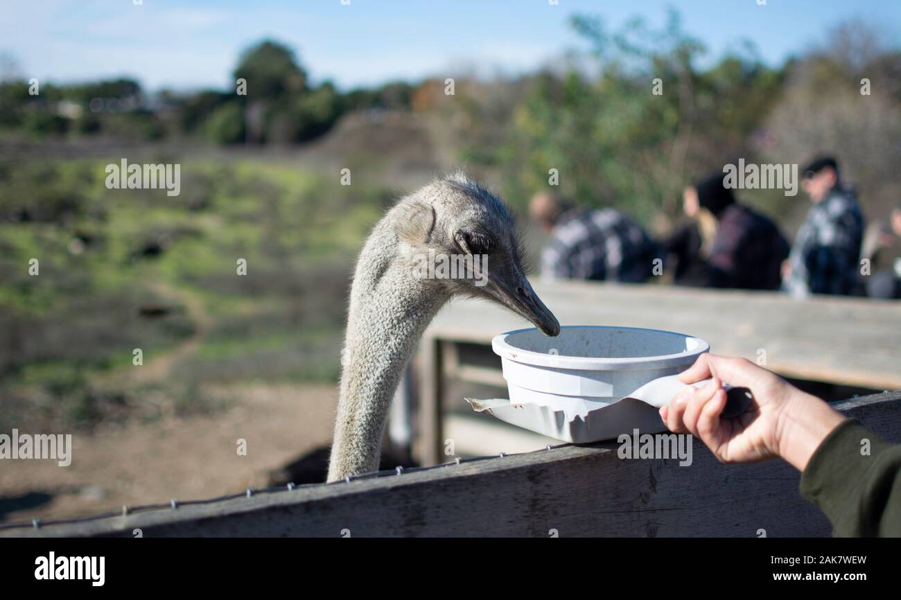 Ostrich feeding hi-res stock photography and images - Alamy