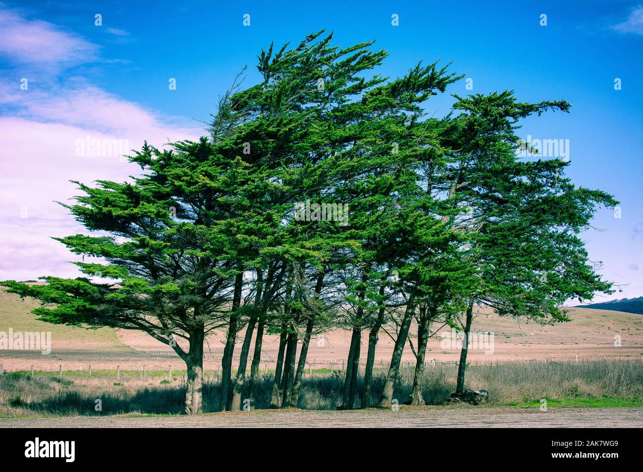 Group of trees off the pacific coast highway hi-res stock photography ...