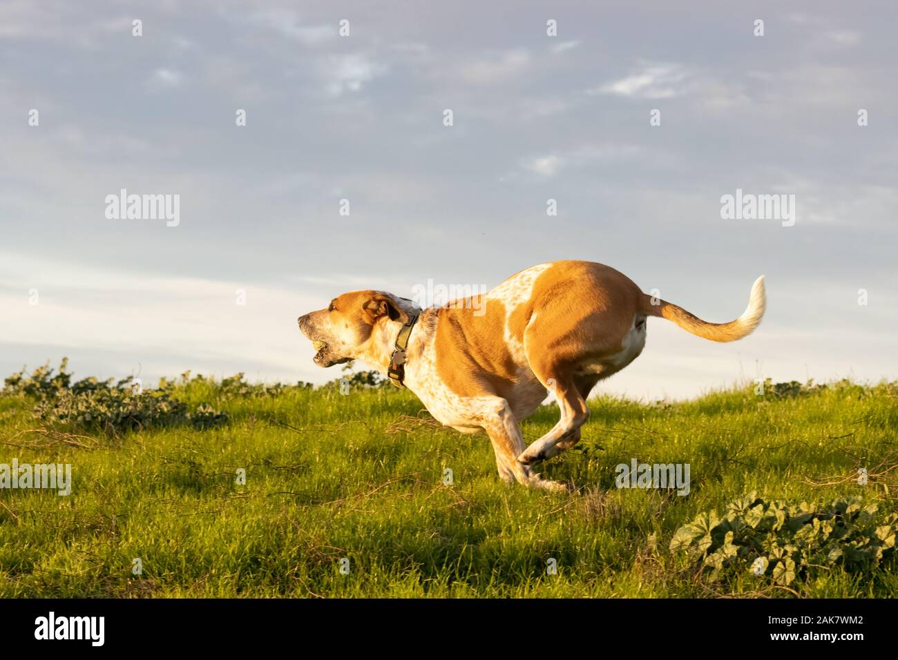 Dog running with ball Stock Photo - Alamy