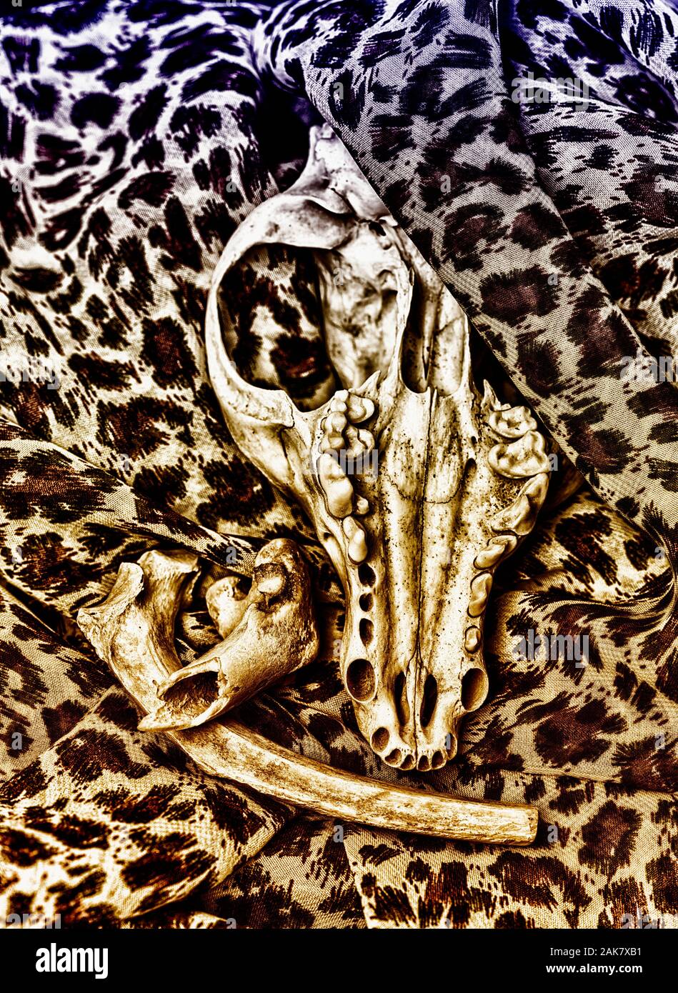 Still-life of skull, bones, alluding to death and other nefarious deeds ...