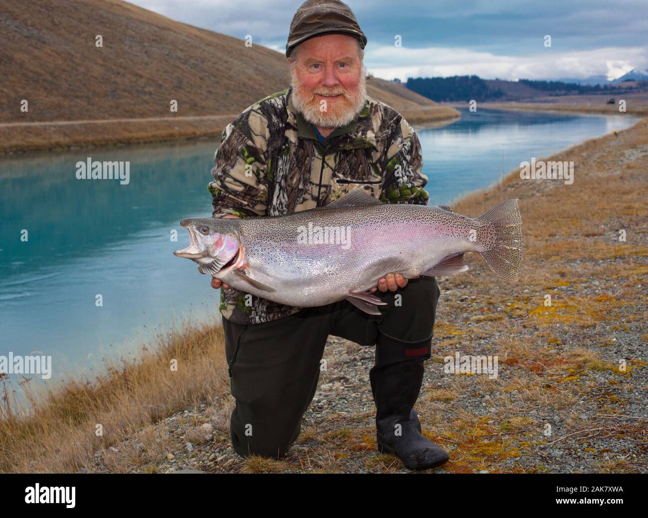 Monster Rainbow Trout weighing 24 lbs, caught in the Twizel Canals, New ...