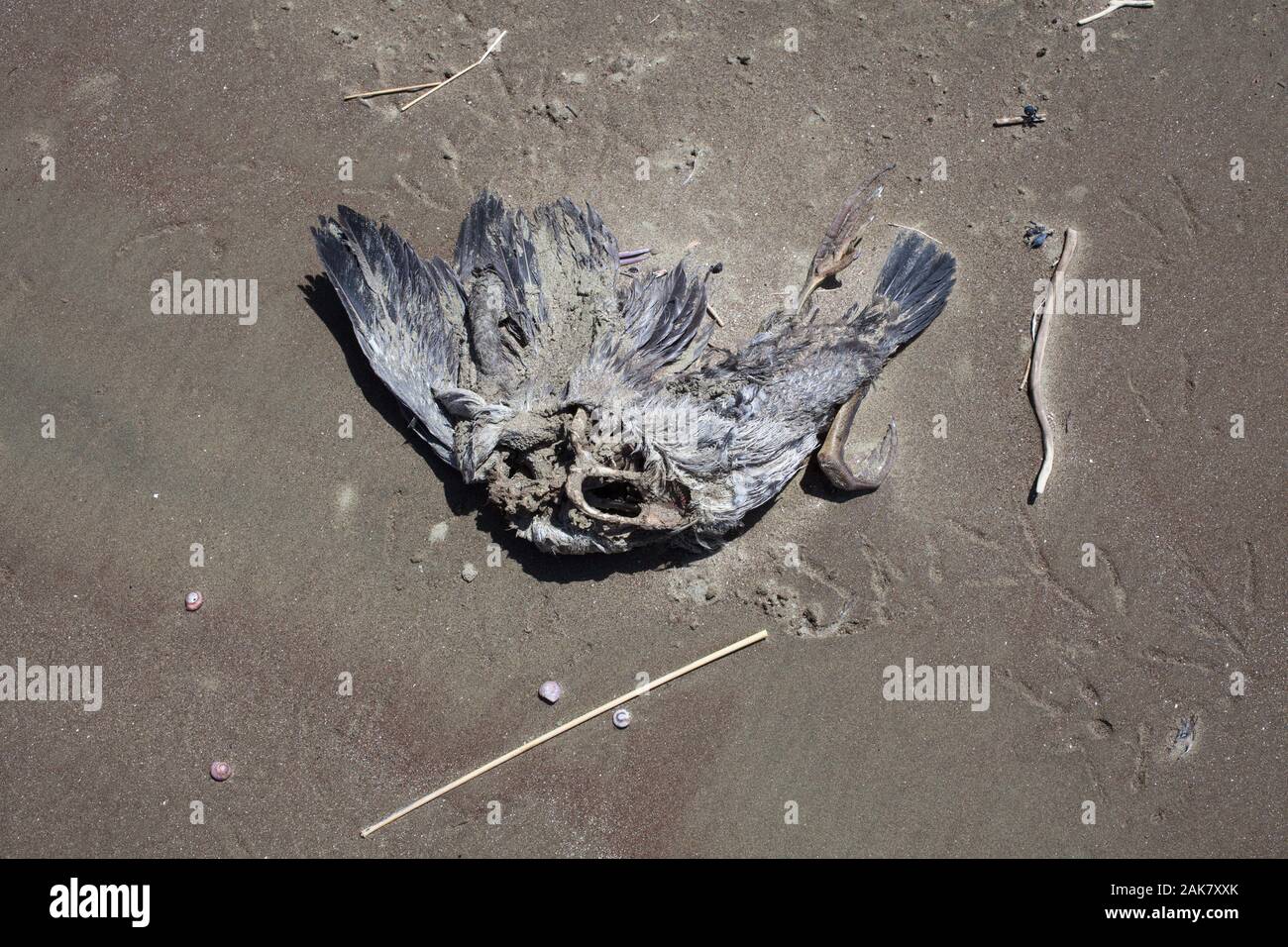 Flotsam beachcombing hi-res stock photography and images - Alamy