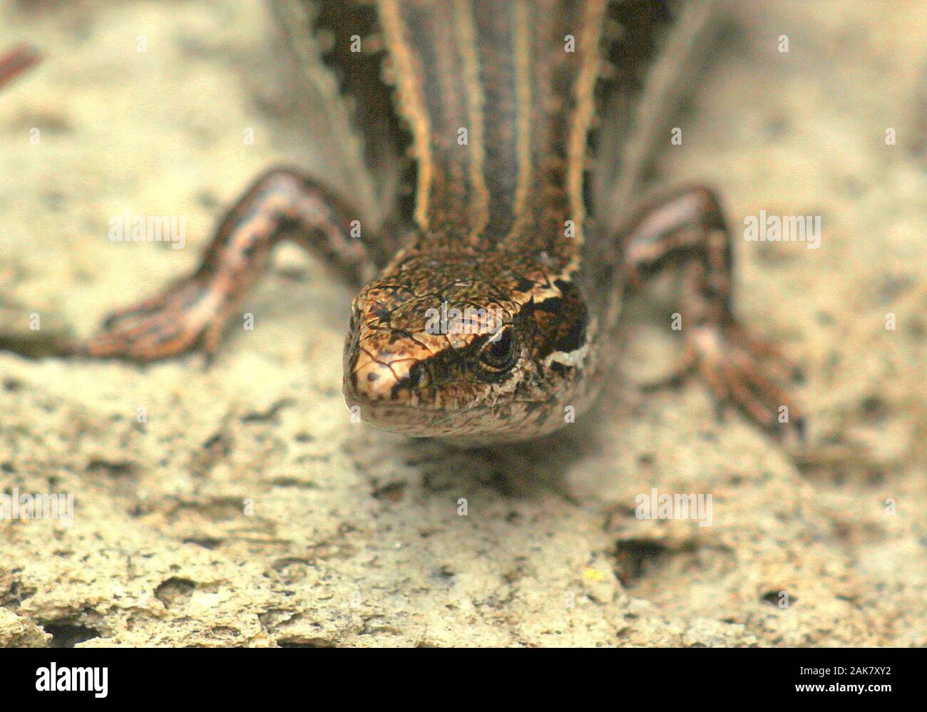 New Zealand skink (Oligosoma) on white pumice stone Stock Photo - Alamy