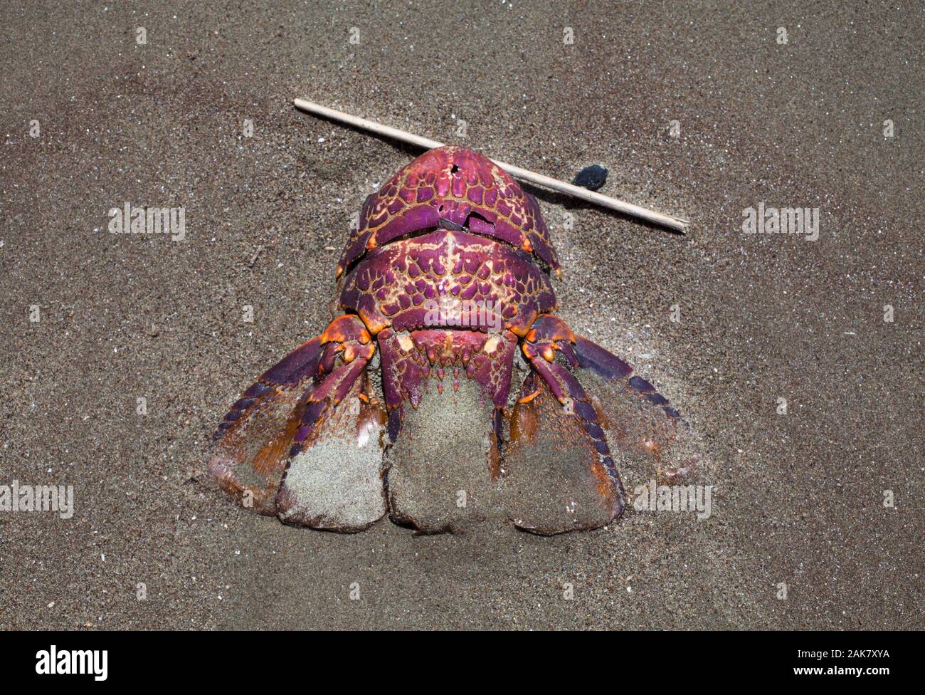 Dead Animals High Resolution Stock Photography and Images - Alamy