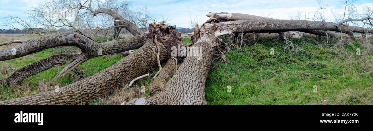 Death of a huge tree: Black Poplar Stock Photo - Alamy