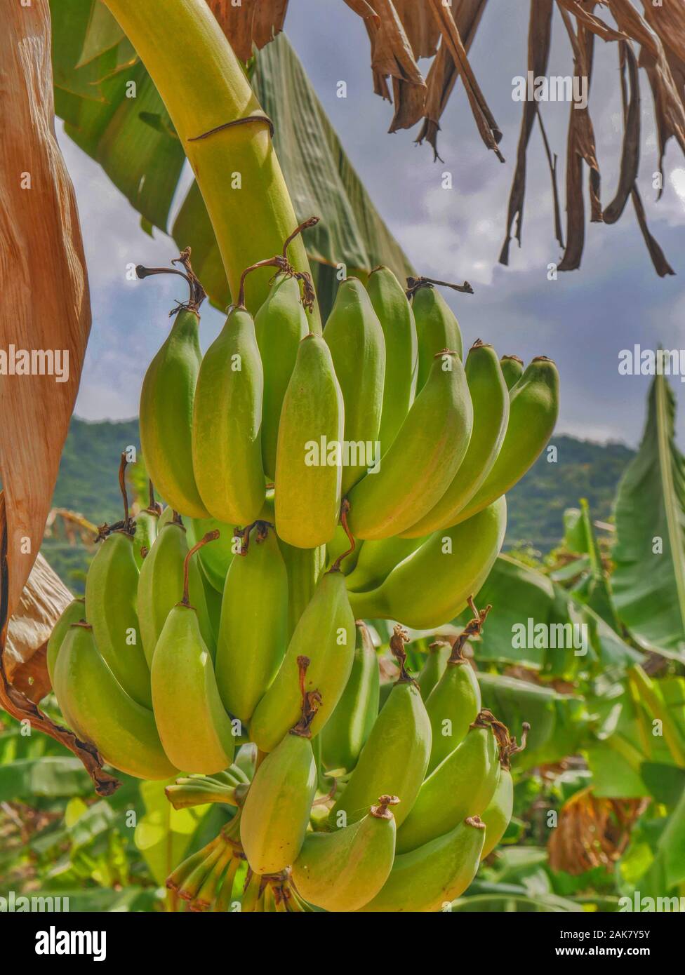 Banana Tree in Kampot, Cambodia Stock Photo - Alamy