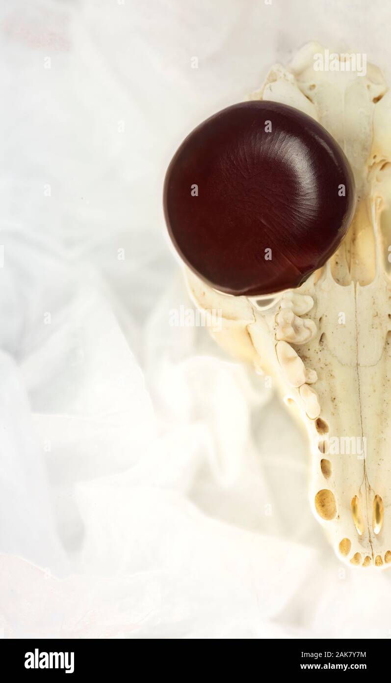 Still-life of skull, bones, alluding to death and other nefarious deeds ...