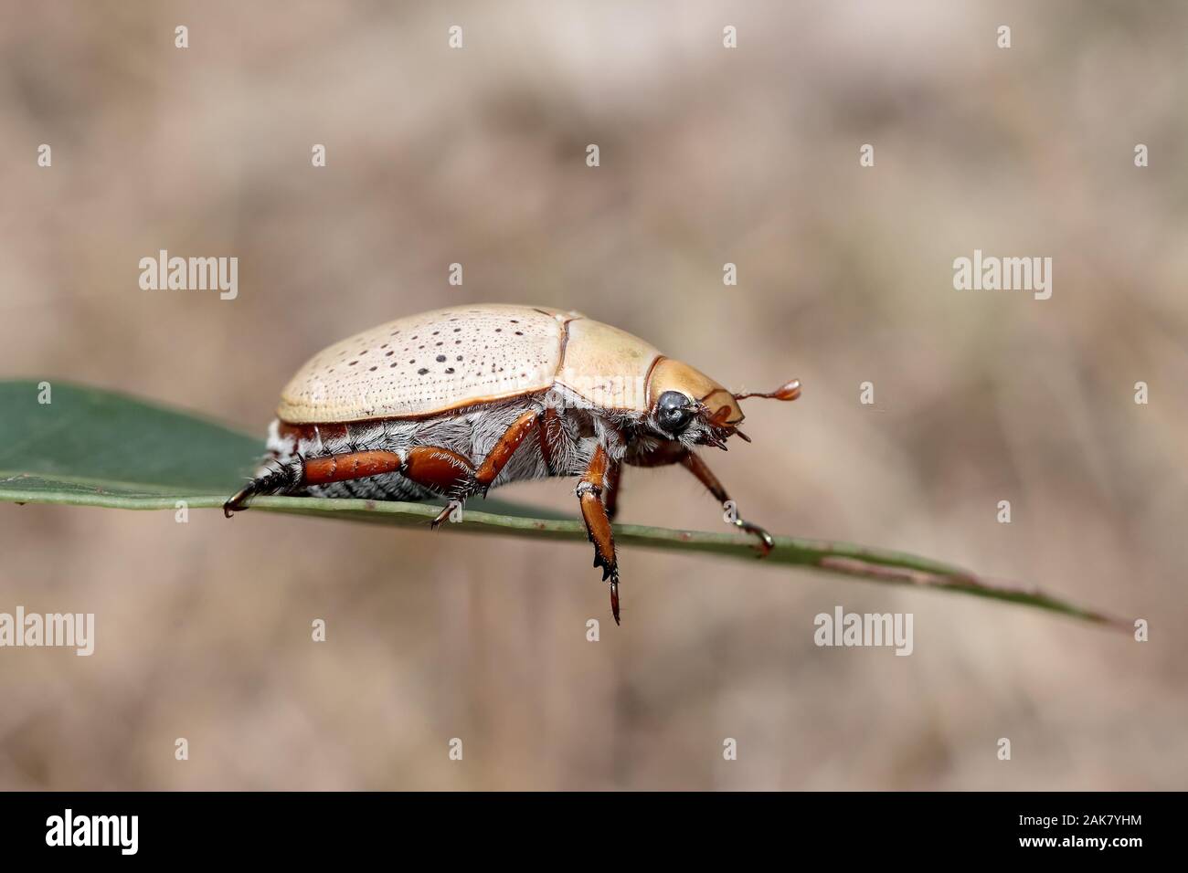 Christmas beetle hi-res stock photography and images - Alamy