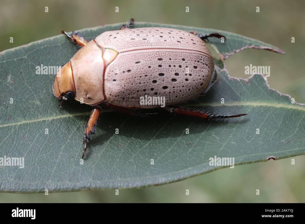 Christmas beetle hi-res stock photography and images - Alamy